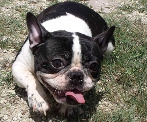 French bulldog adults